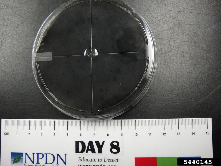 Botryosphaeria rots and cankers (Genus Botryosphaeria)