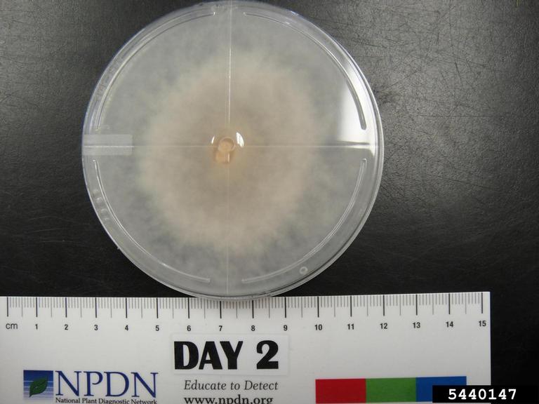 dollar spot (Sclerotinia homoeocarpa F.T. Benn)