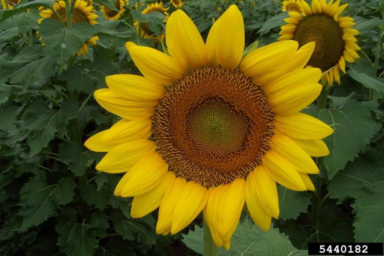sunflower (Genus Helianthus)
