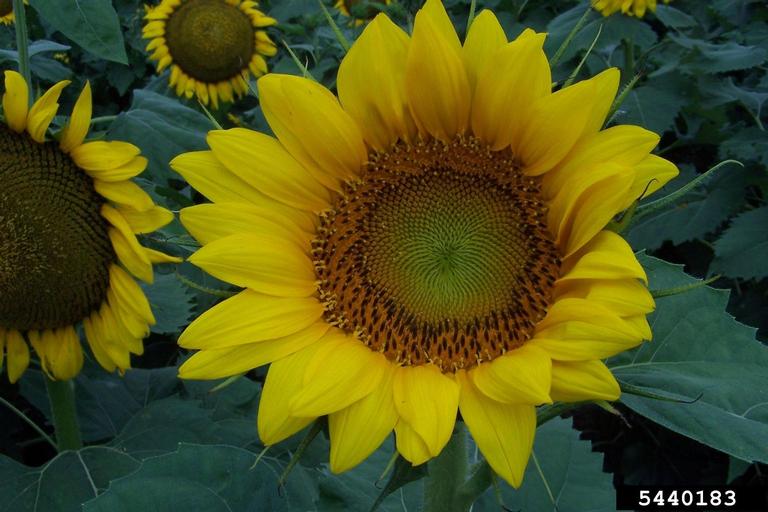 sunflower (Genus Helianthus)
