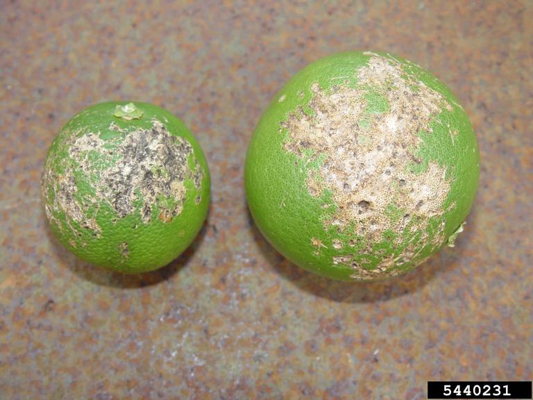 satsuma mandarin (Citrus unshiu)