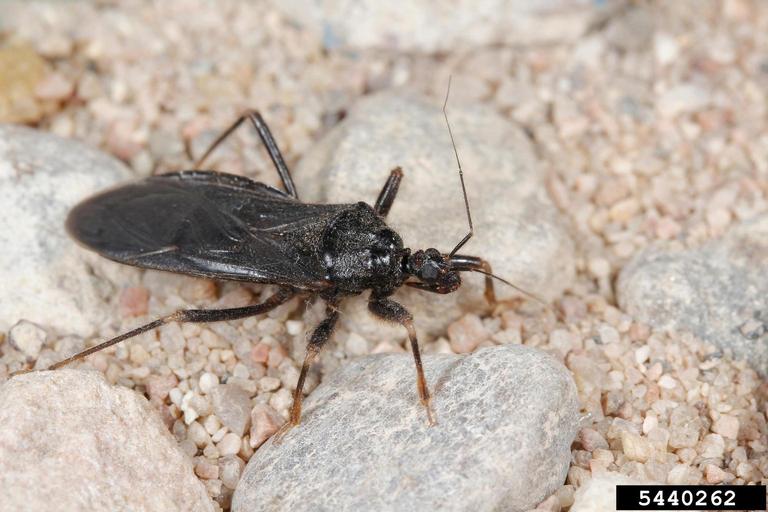 masked hunter (Reduvius personatus (Linnaeus))