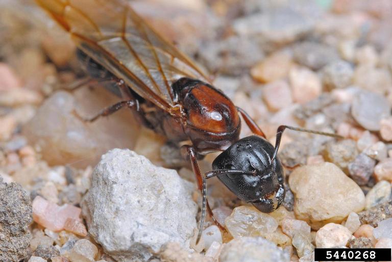 carpenter ants (Genus Camponotus Mayr, 1861)