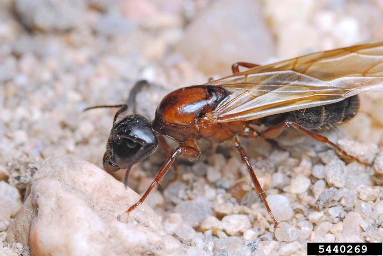 carpenter ants (Genus Camponotus Mayr, 1861)