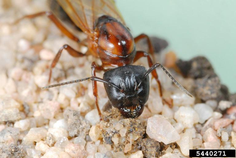 carpenter ants (Genus Camponotus Mayr, 1861)