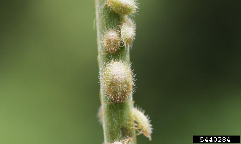 kudzu bug (Megacopta cribraria)