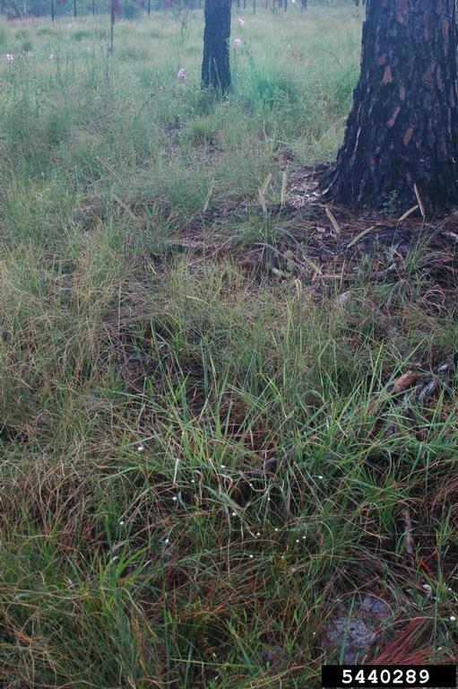 toothache grass (Ctenium aromaticum)