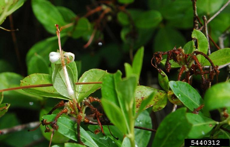 swamp azalea (Rhododendron viscosum (L.) Torr.)