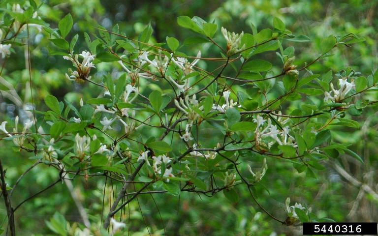 swamp azalea (Rhododendron viscosum)