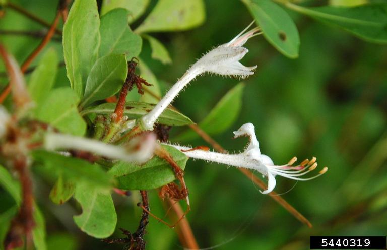 swamp azalea (Rhododendron viscosum)