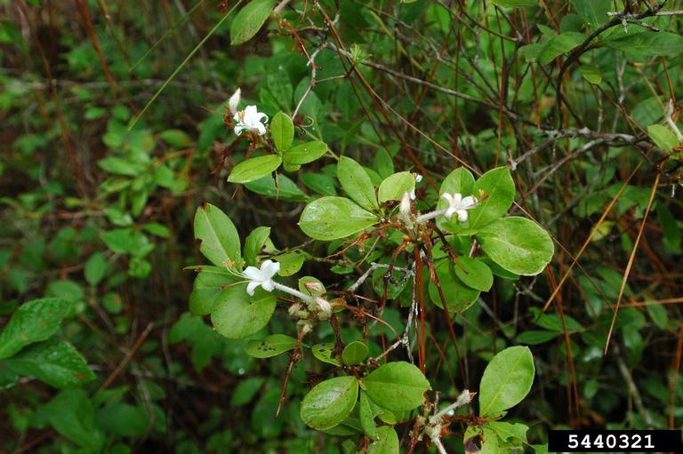 swamp azalea (Rhododendron viscosum (L.) Torr.)