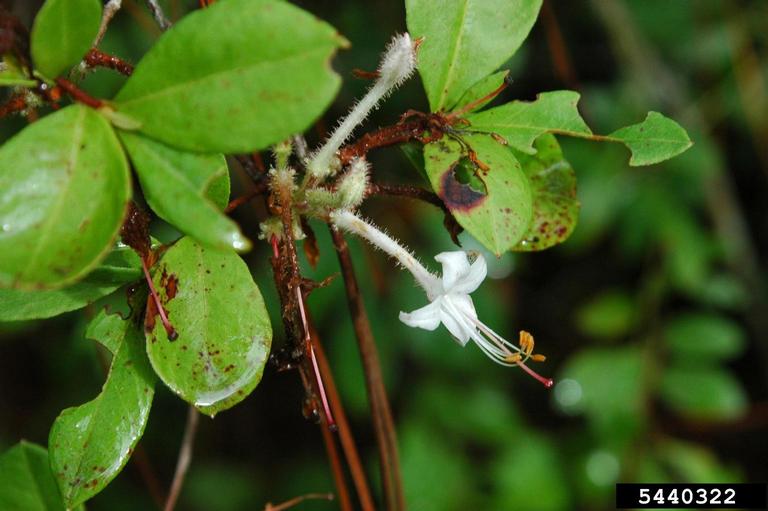 swamp azalea (Rhododendron viscosum)
