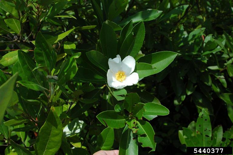 loblolly bay (Gordonia lasianthus (L.) Ellis)