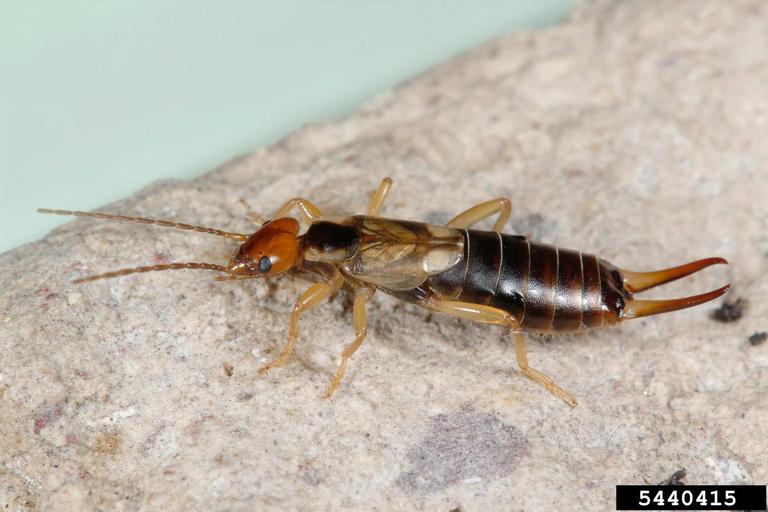 European earwig (Forficula auricularia Linnaeus, 1758)