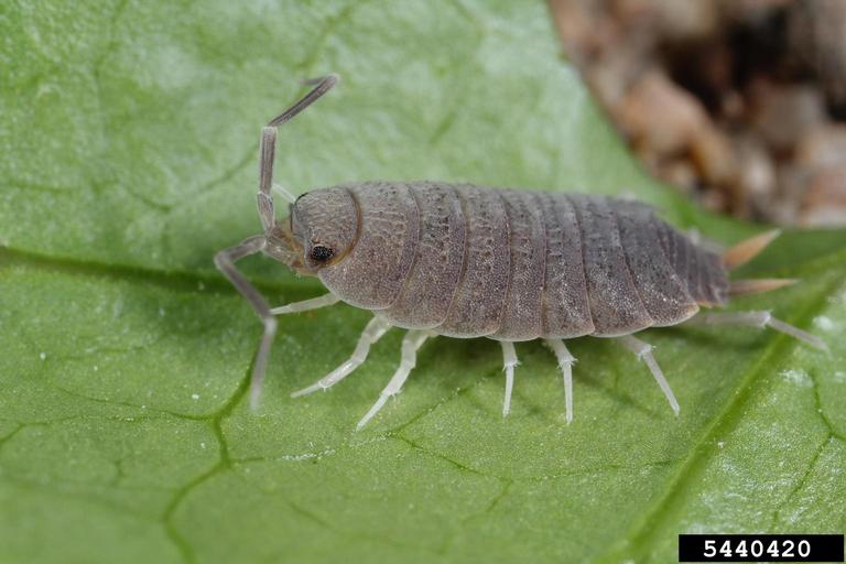 Asellidae - Alchetron, The Free Social Encyclopedia