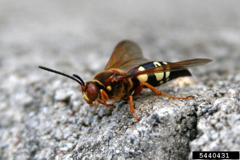 cicada killer (Sphecius speciosus (Drury))