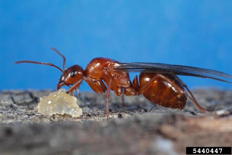 ants (Genus Formica)