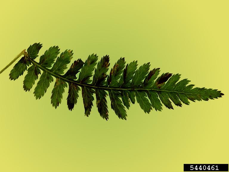 foliar nematodes (Genus Aphelenchoides Fischer, 1894)