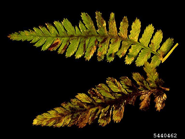 foliar nematodes (Genus Aphelenchoides)