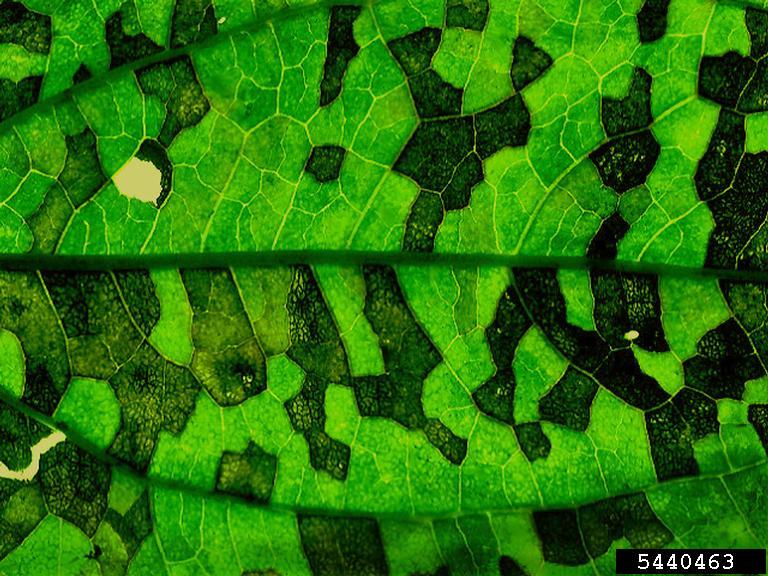 foliar nematodes (Genus Aphelenchoides)