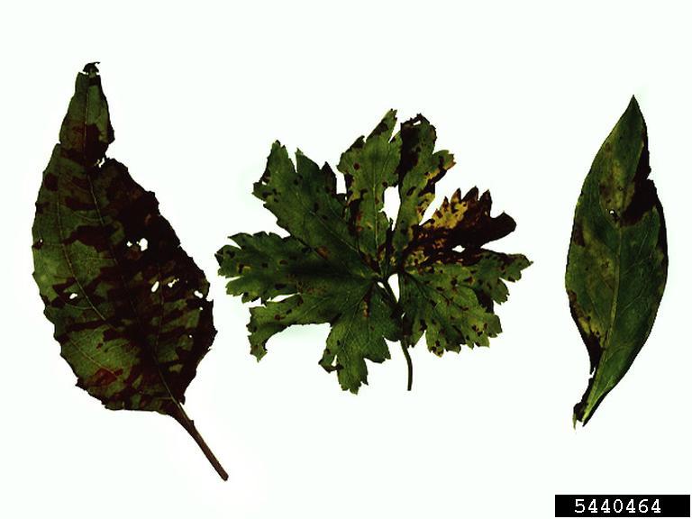 foliar nematodes (Genus Aphelenchoides Fischer, 1894)