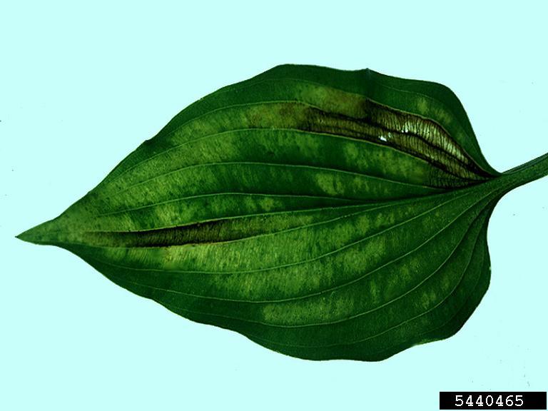 foliar nematodes (Genus Aphelenchoides)