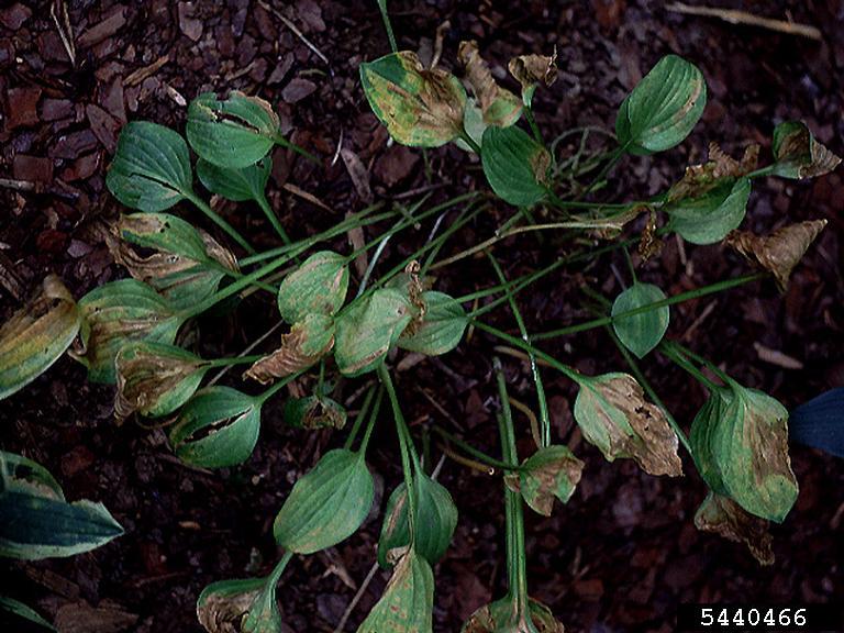 foliar nematodes (Genus Aphelenchoides)