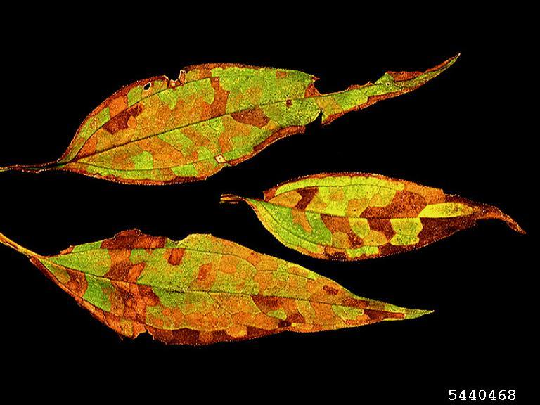 foliar nematodes (Genus Aphelenchoides)
