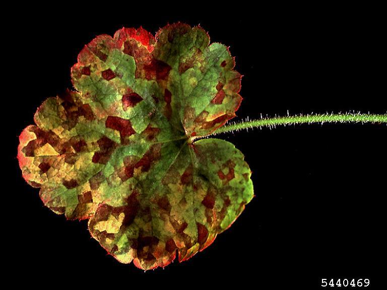 foliar nematodes (Genus Aphelenchoides Fischer, 1894)