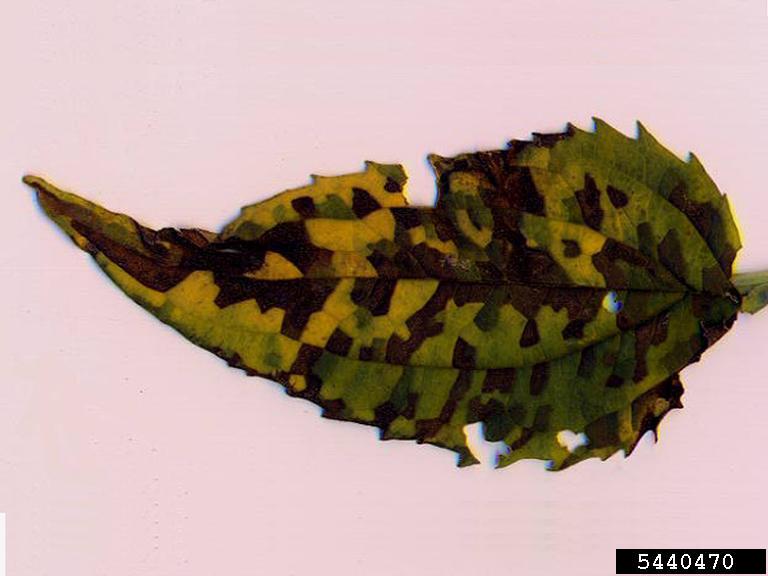 foliar nematodes (Genus Aphelenchoides Fischer, 1894)