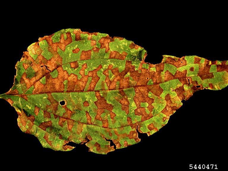 foliar nematodes (Genus Aphelenchoides Fischer, 1894)