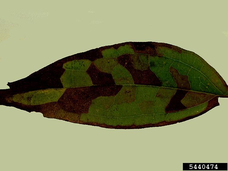 foliar nematodes (Genus Aphelenchoides)