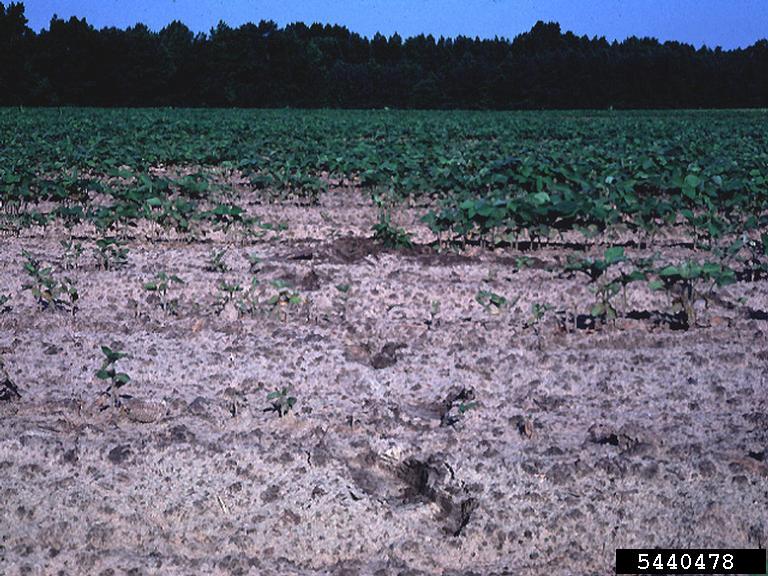 soybean cyst nematode (Heterodera glycines)