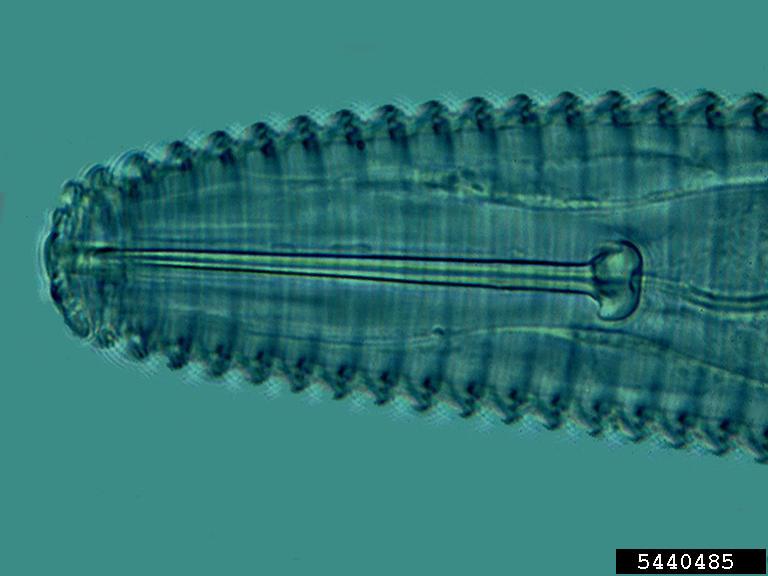 ring nematodes (Genus Criconemella)