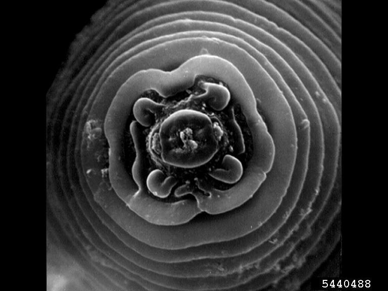 ring nematodes (Genus Criconemella De Grisse and Loof, 1965)