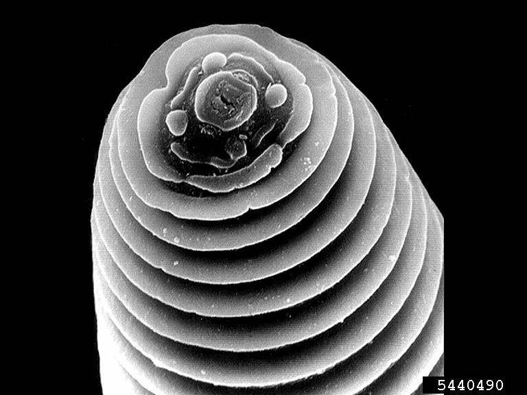 ring nematodes (Genus Criconemella De Grisse and Loof, 1965)