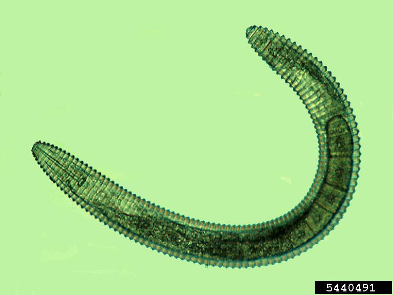 ring nematodes (Genus Criconemella De Grisse and Loof, 1965)