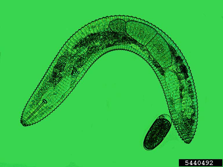 ring nematodes (Genus Criconemella)