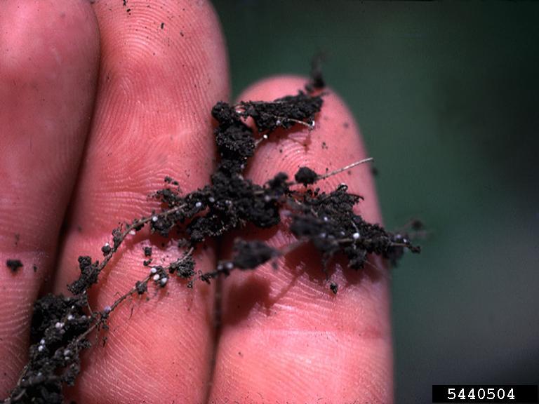 sugar beet cyst nematode (Heterodera schachtii)