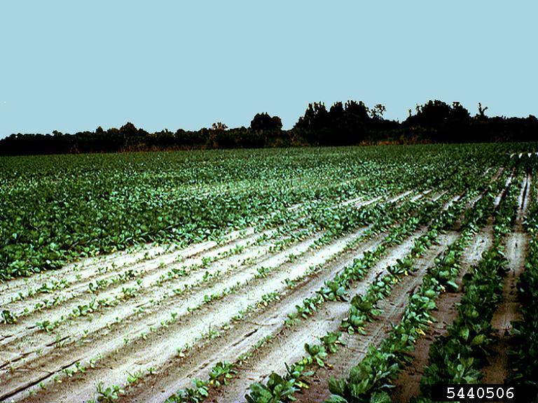 sugar beet cyst nematode (Heterodera schachtii Schmidt)