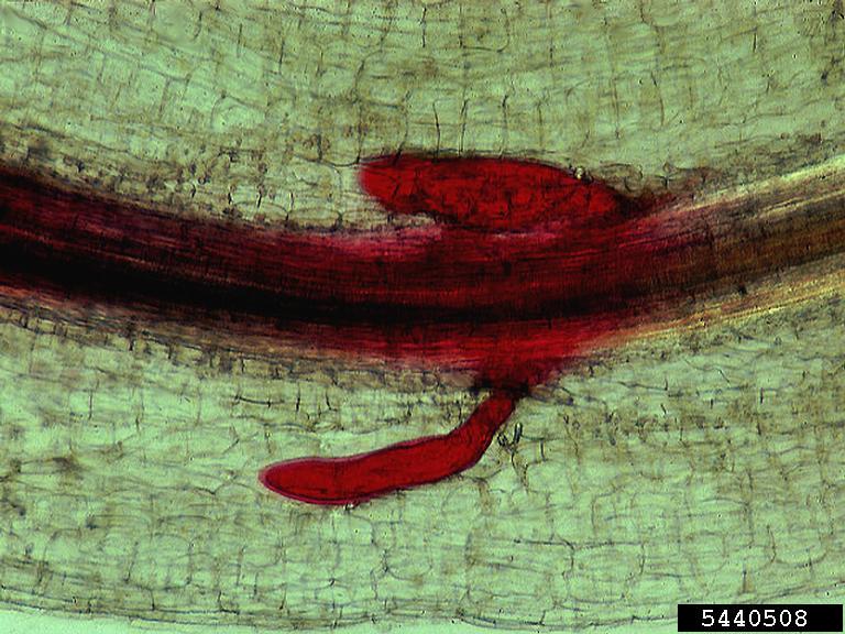 soybean cyst nematode (Heterodera glycines Ichinohe)