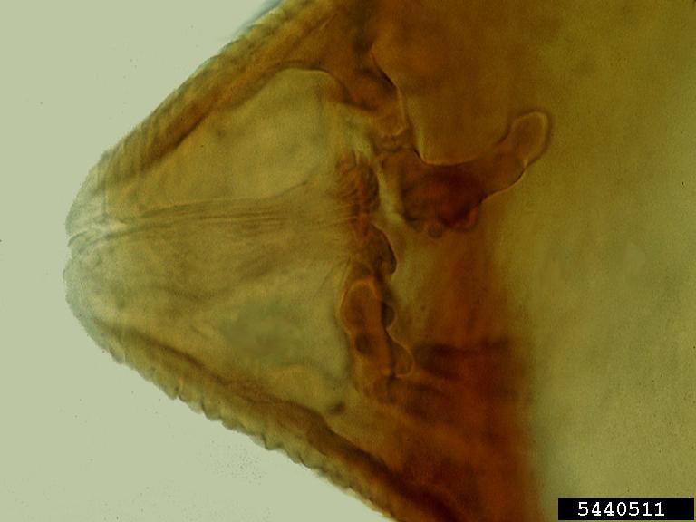 cyst nematodes (Genus Heterodera)