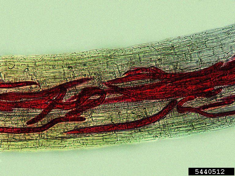 soybean cyst nematode (Heterodera glycines Ichinohe)