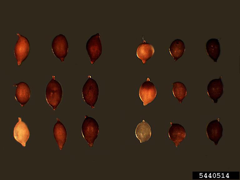 cyst nematodes (Genus Heterodera Schmidt, 1871)