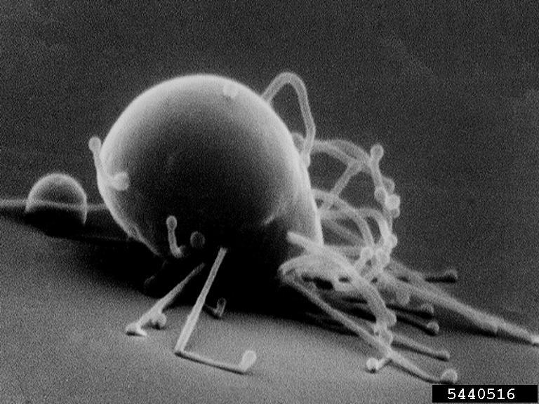 soybean cyst nematode (Heterodera glycines)