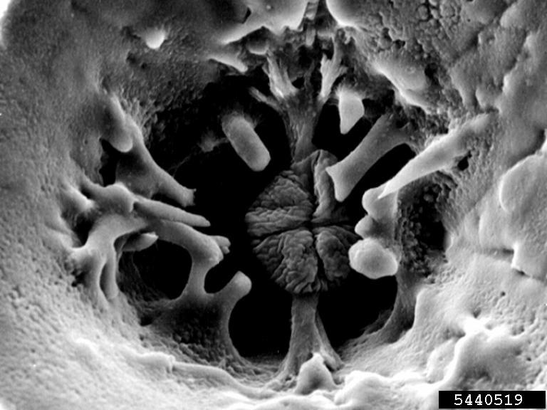 soybean cyst nematode, Heterodera glycines (Tylenchida: Heteroderidae ...