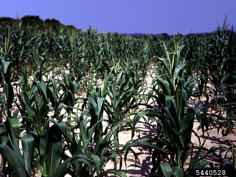 corn cyst nematode (Heterodera zeae)
