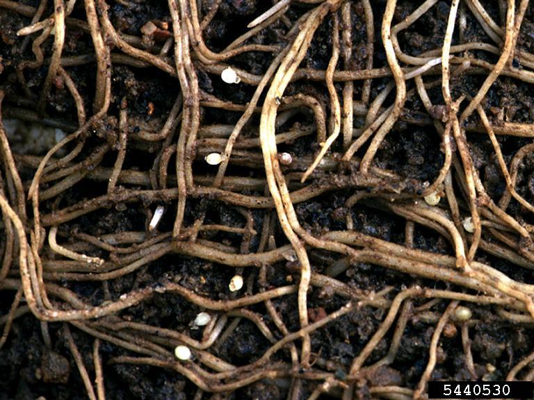 soybean cyst nematode (Heterodera glycines Ichinohe)