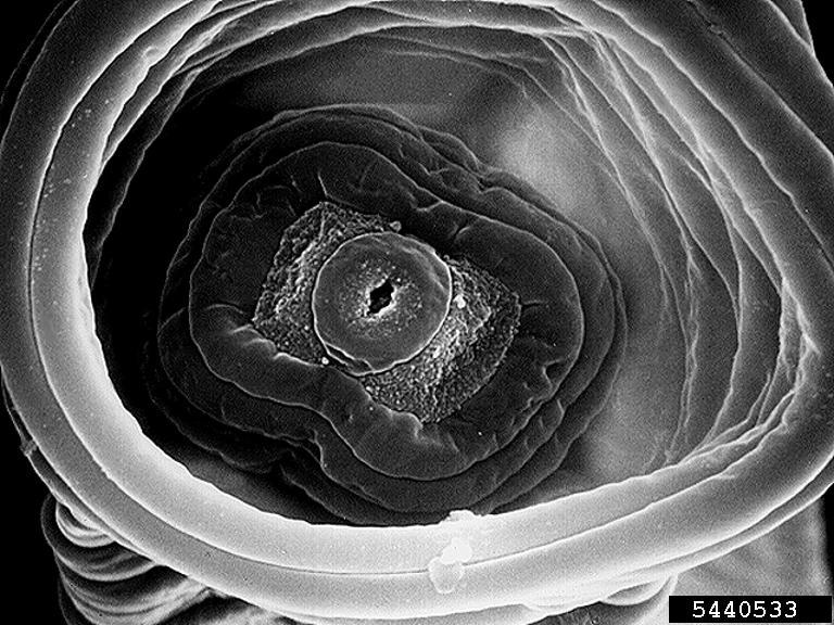sheath nematode (Genus Hemicycliophora de Man, 1921)