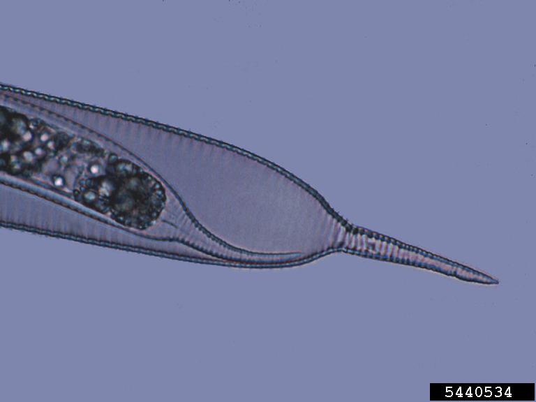 sheath nematode (Genus Hemicycliophora)